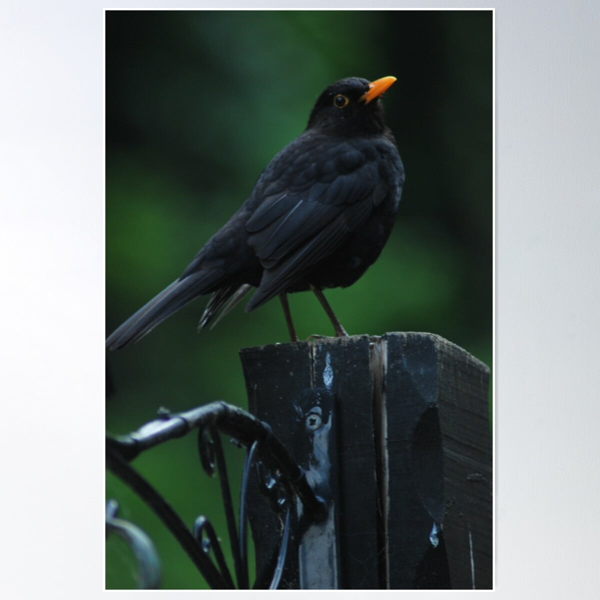 Blackbird Poster Wall Art, Modern Wall Decor For Living Room Bedroom ...