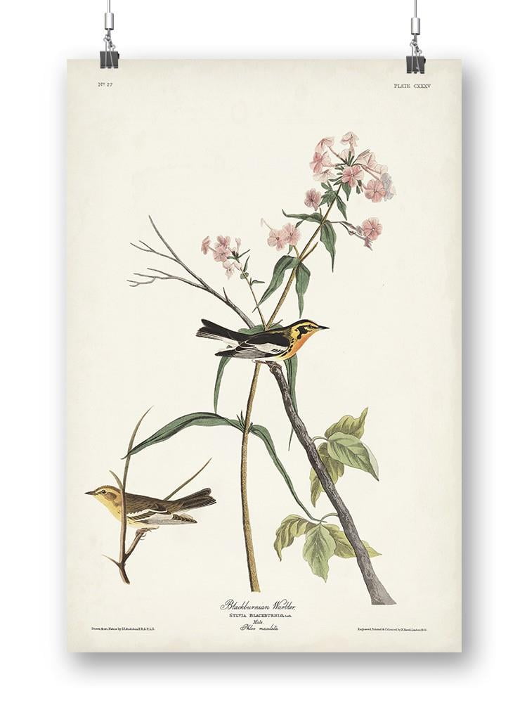 Blackburnian Warbler Poster - John James Audubon Designs, - Walmart.com