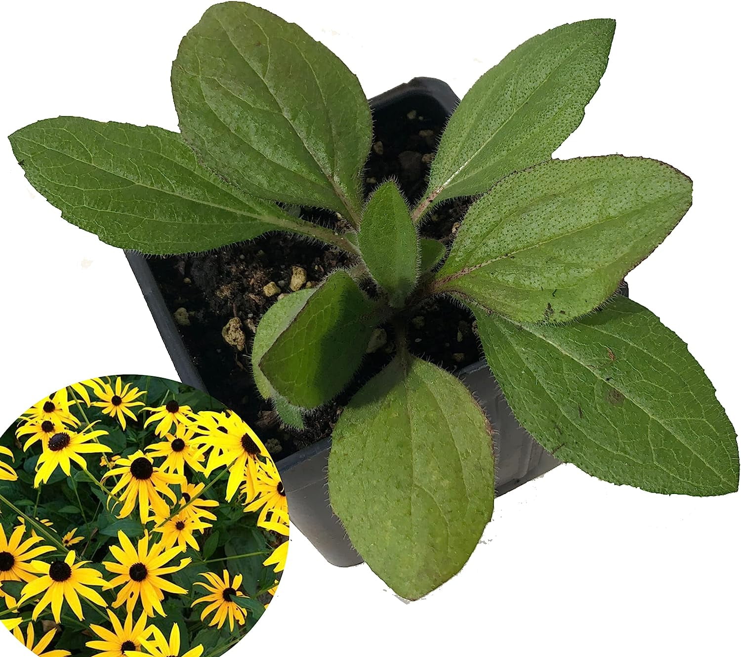 Smoke Camp CRAFTS Black Eyed Susan Plant, Rudbeckia Hirta, 2.5 Inch Pot ...