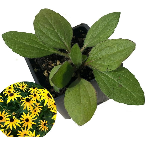 Blackeyed Susan Plants
