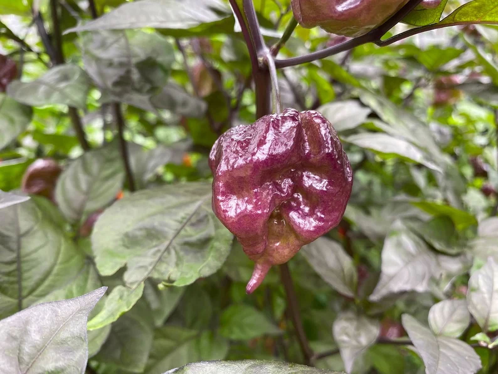 Blackjack Moruga Scorpion Trinidad Pepper Premium Seed Packet - Walmart.com