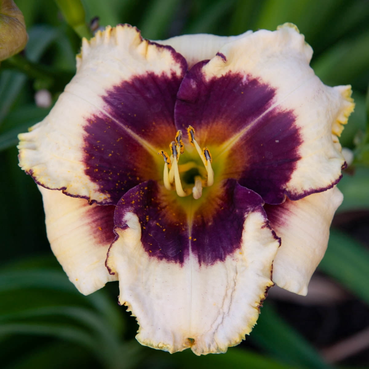 Blackthorne Daylily Flowering Dormant Bare Root Perennial Starter Plant ...