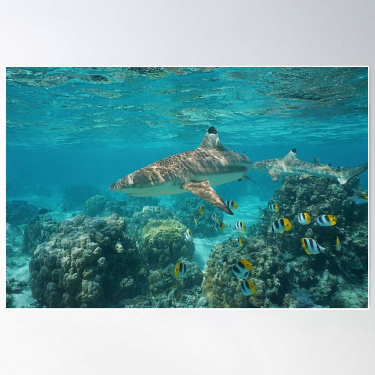Blacktip Reef Shark With Fish Pacific Ocean Poster Wall Art, Modern ...