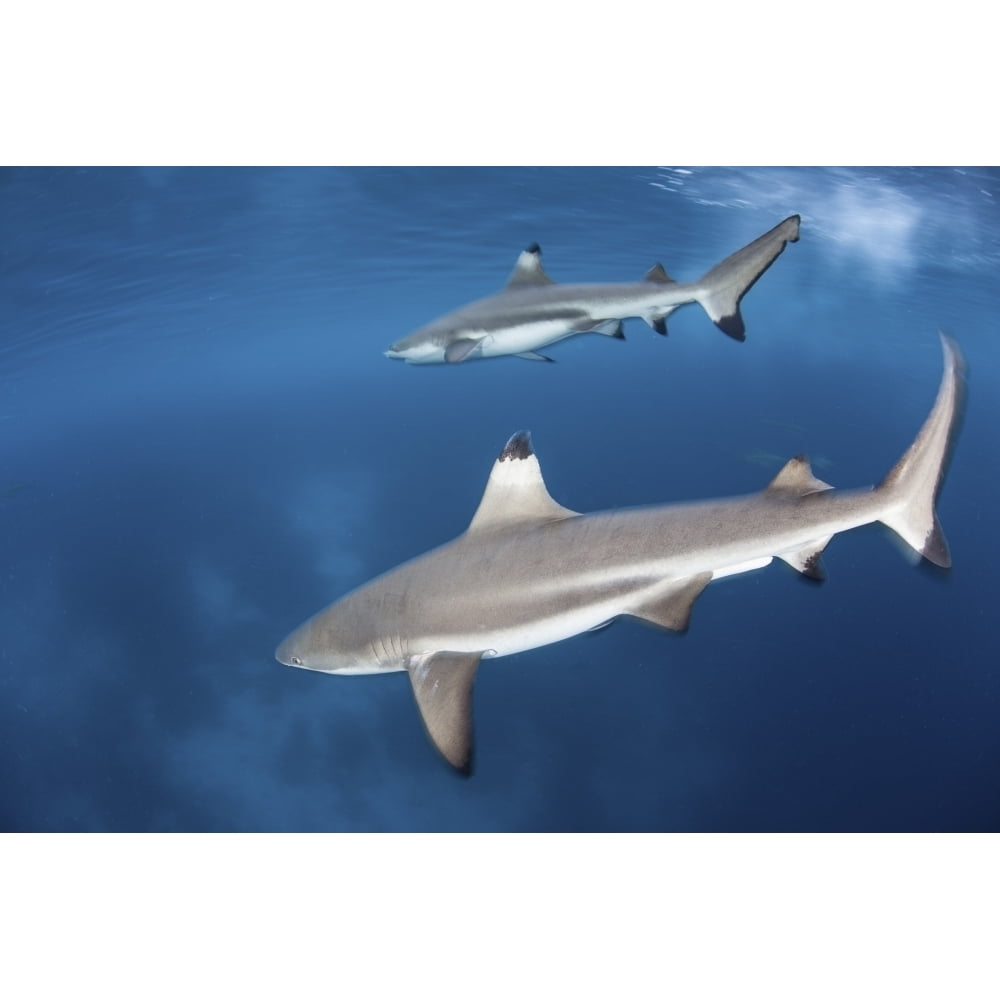 Blacktip reef sharks swim just under the surface in the Solomon Islands ...