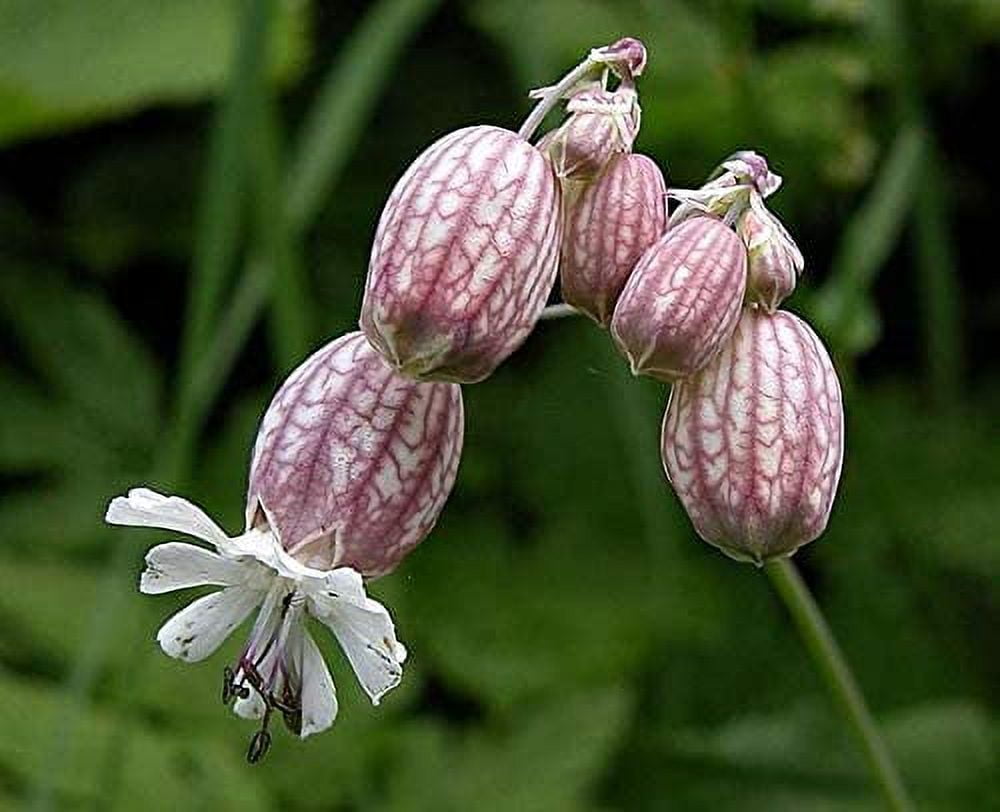 Bladder Campion (50 Seeds) - Silene vulgaris - Walmart.com
