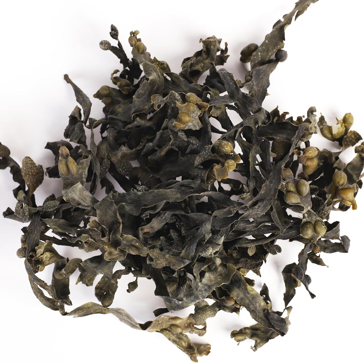 Bladderwrack Dried Seaweed | Wild North Atlantic Seaweed for Snacking ...