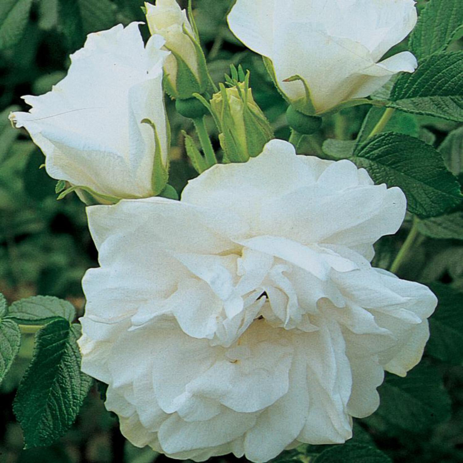 Blanc Double de Coubert Hybrid Rugosa Rose - Walmart.com