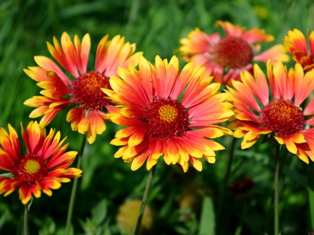 Blanket Flower Plants - Healthy Rootstock, Beautiful Wildflowers (5 ...