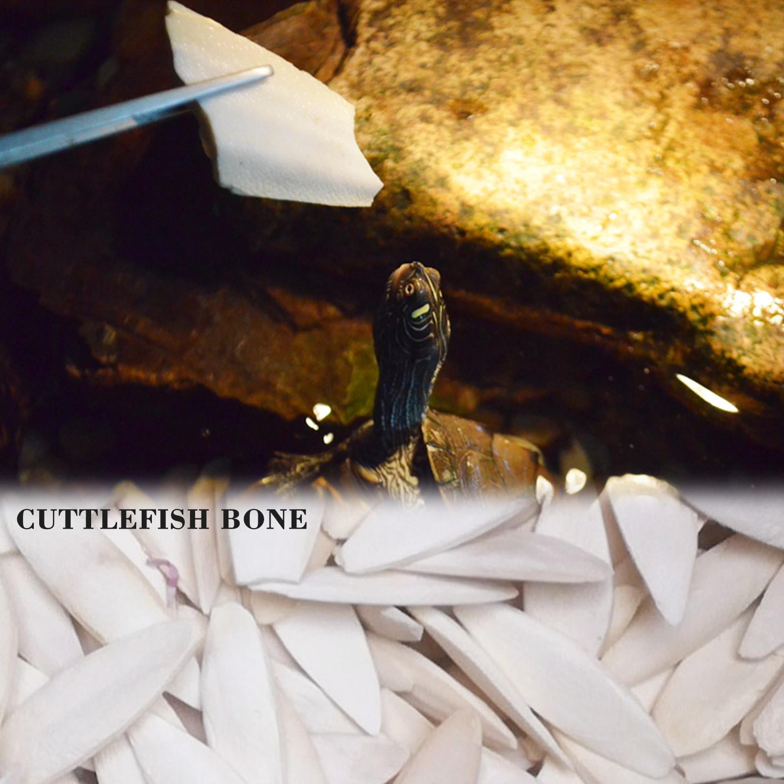 Blarkrus 1 bag Cuttlebone Cuttlefish Bone Sepia Cuttle Fish Bird ...
