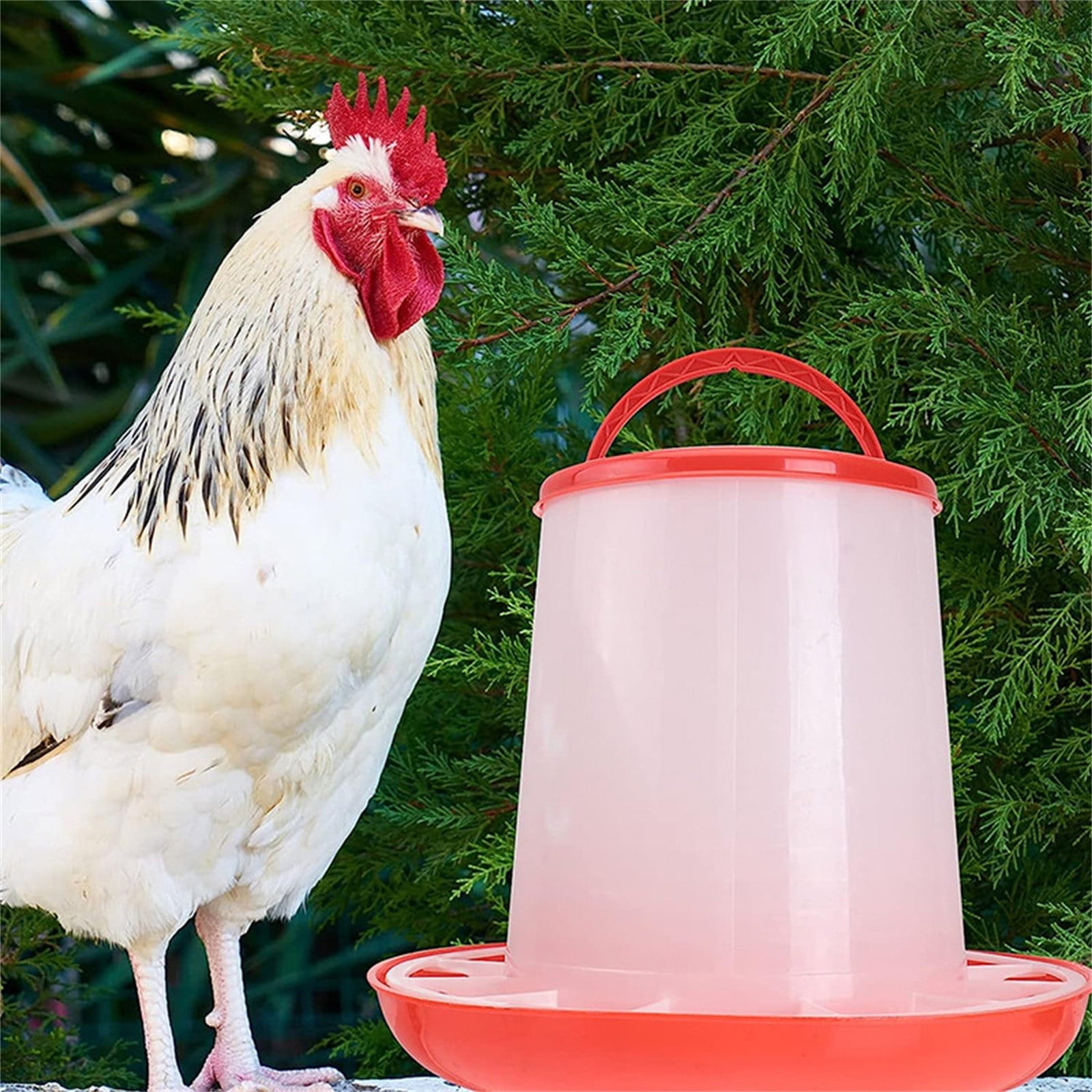 Blasgw Chicken Plastic Food Feeding Container with Lid and Handle ...