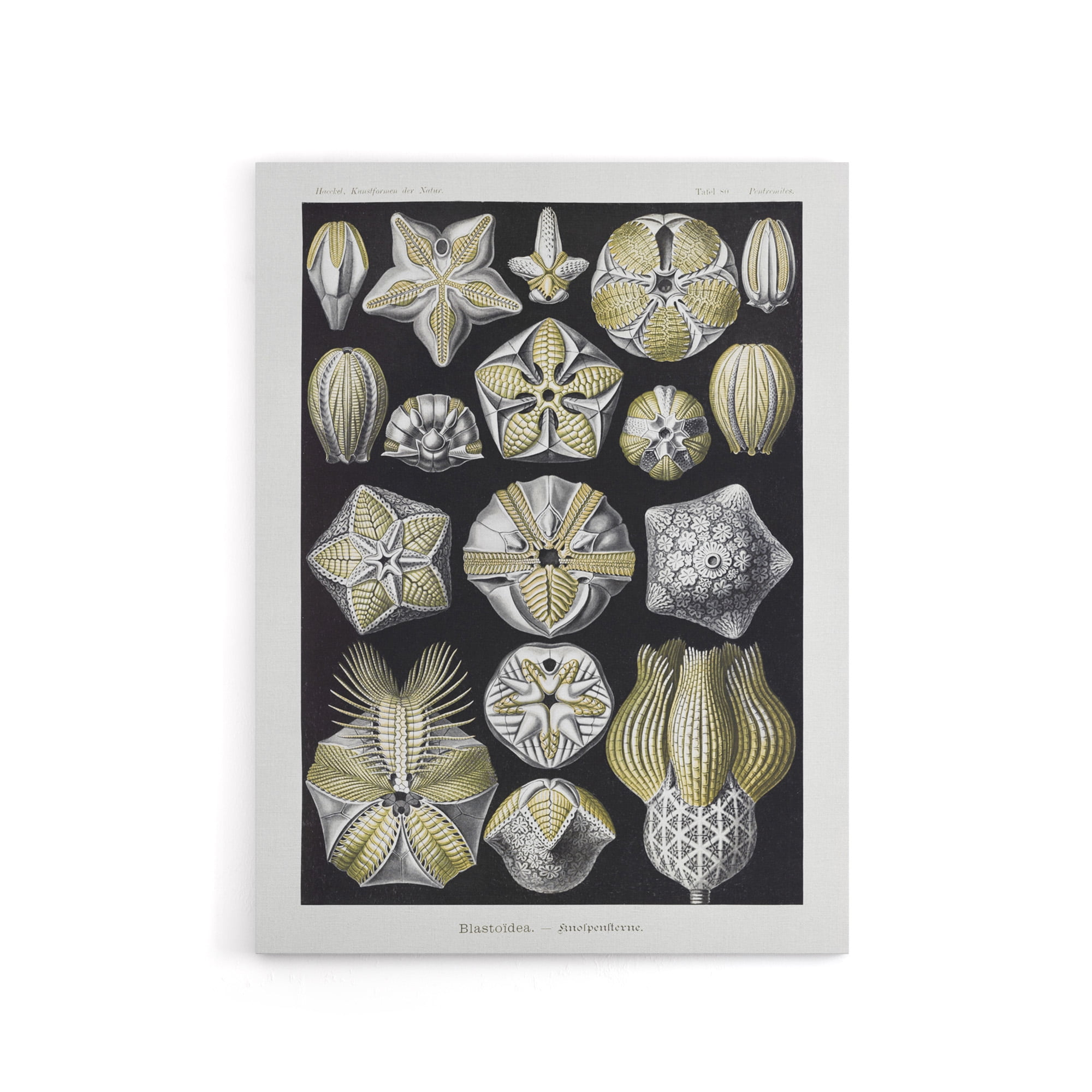 Blastoid Sea Buds Urchins Haeckel Botanical Canvas Wall Art 12X16 ...