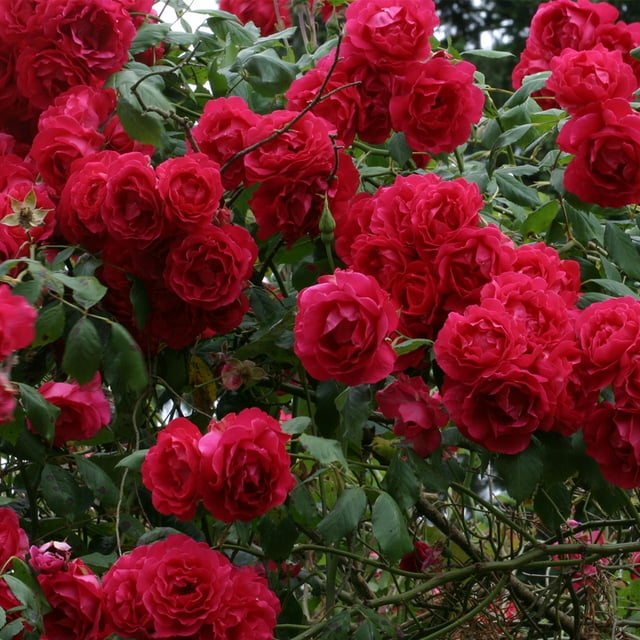 Heirloom Roses' Blaze Climbing Rose - Fragrant Red Climbing Rose Bush ...