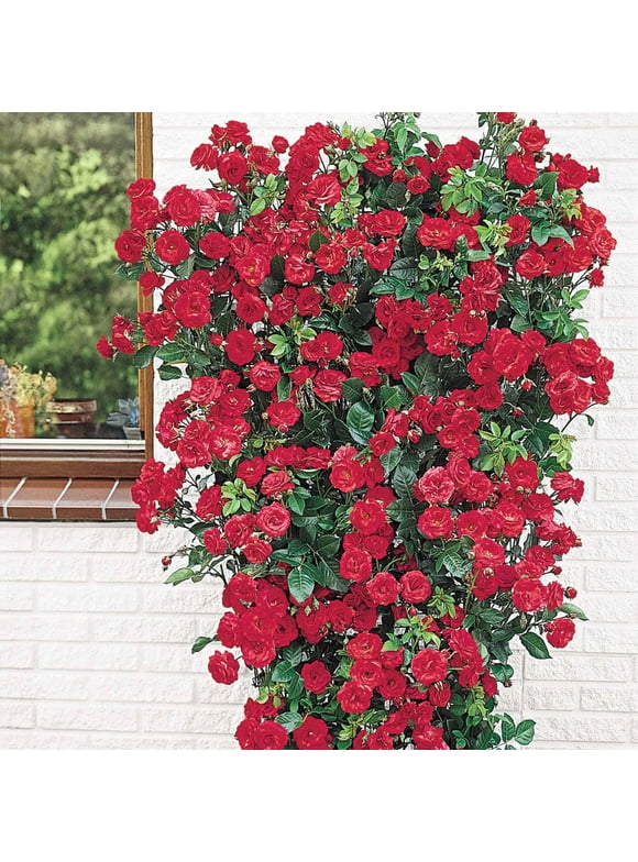 Rose Bushes in Garden Bushes - Walmart.com