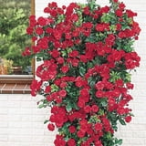 Blaze Improved Climbing Rose, Ready for Outdoor use, Includes one ...