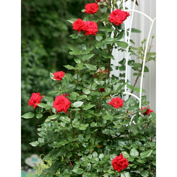 Blaze Improved Red Climbing Rose - Live Plant - ( 1 QT ) - Repeat ...