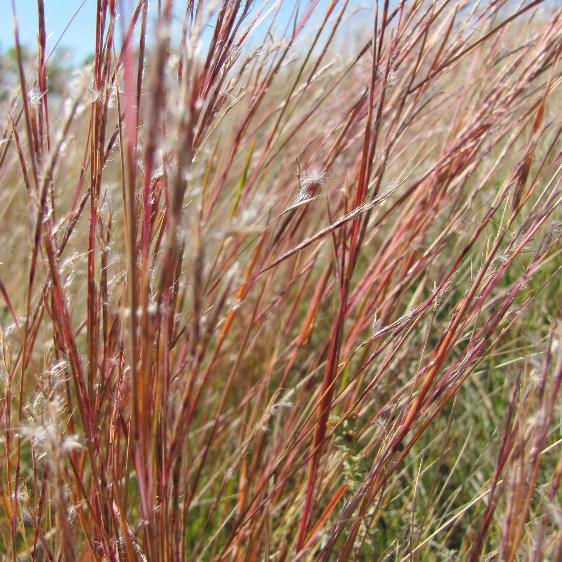 Blaze Little Bluestem Prairie Grass Plant - Schizachyrium scoparium - 4 ...