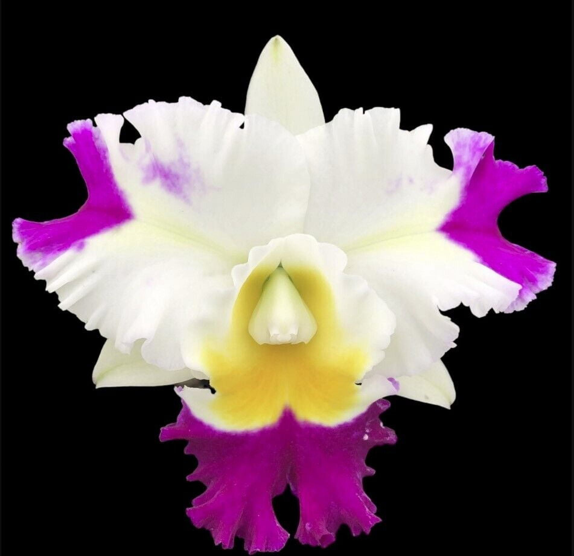 Blc. David Matsuura 'Paradise'| Live Blooming size Orchid Not in bloom ...