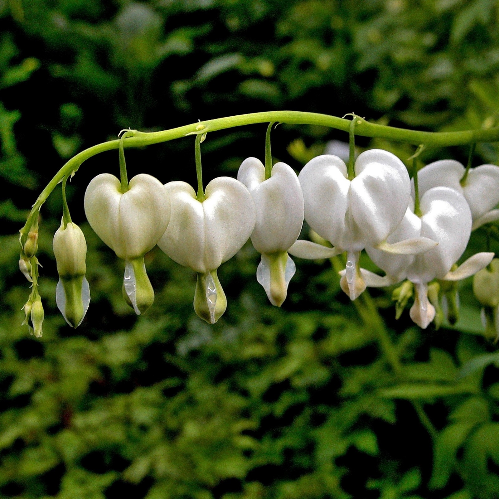 Bleeding Hearts Bulbs Bleeding Hearts Attracts Bees, Butterflies And ...
