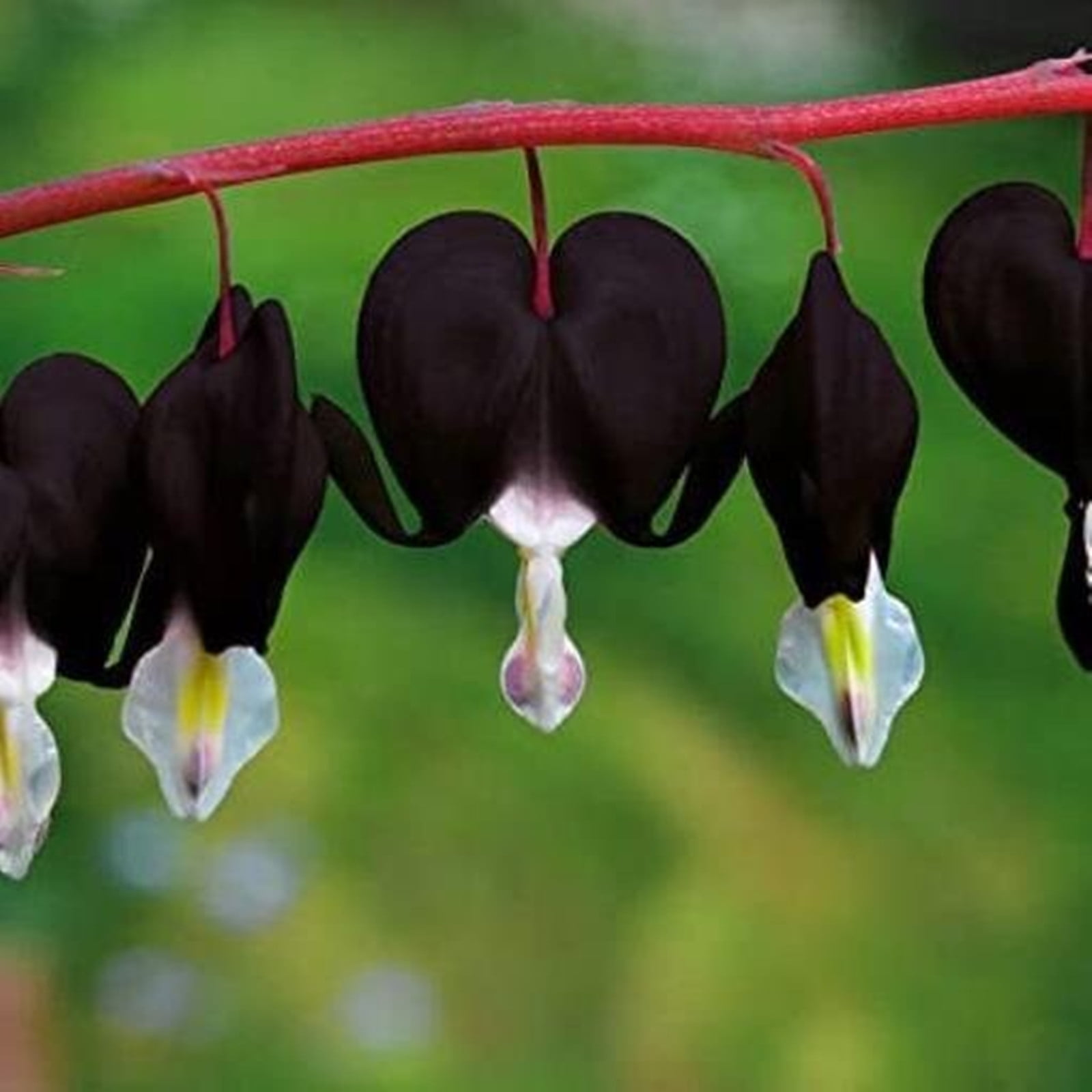 Bleeding Hearts Bulbs,Bleeding Heart,Bleeding Hearts Flowers, Love ...