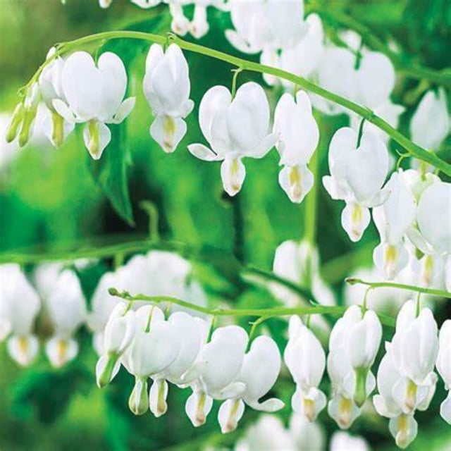 Bleeding Hearts Bulbs Bleeding Hearts Is A Rare And Gorgeous Plant ...