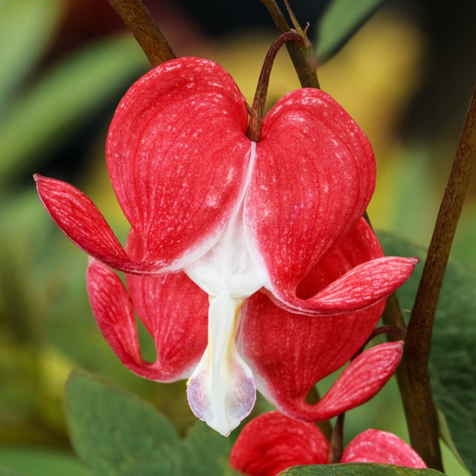 Bleeding Hearts Bulbs Bleeding Hearts Is A Rare And Showy Plant ...