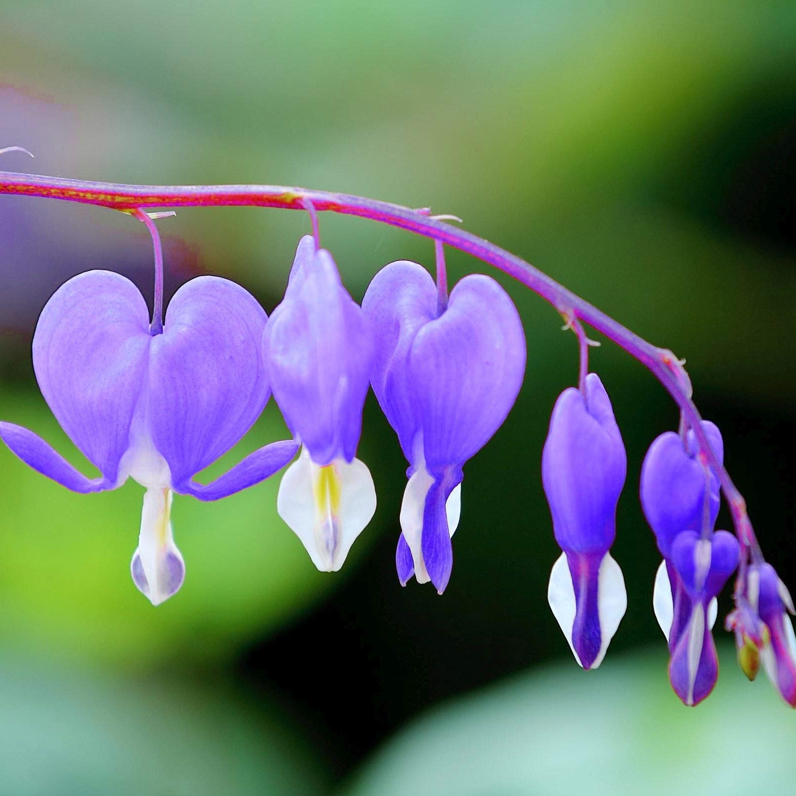 Bleeding Hearts Bulbs Bleeding Hearts Is A Rare And Showy Plant ...