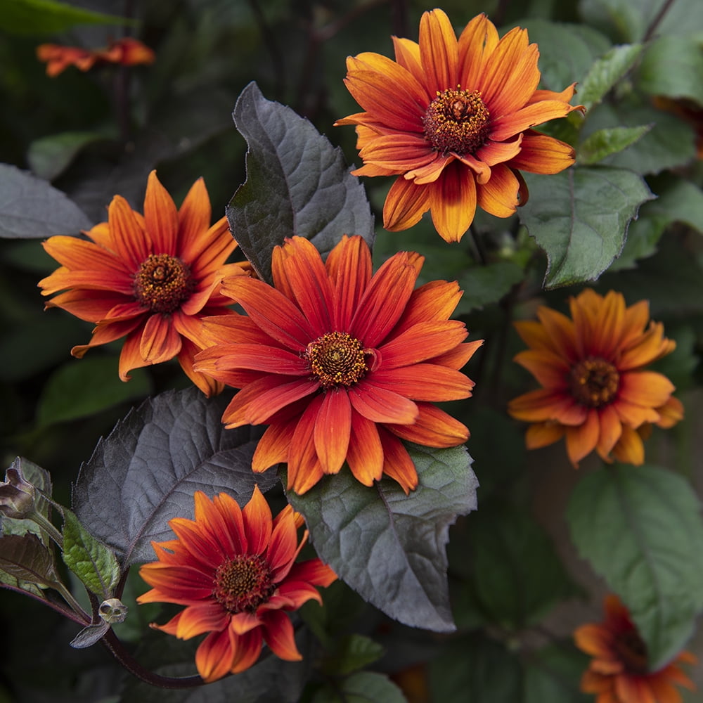 Bleeding Hearts Heliopsis Perennial - Fire-Red Blooms - Gallon Pot ...