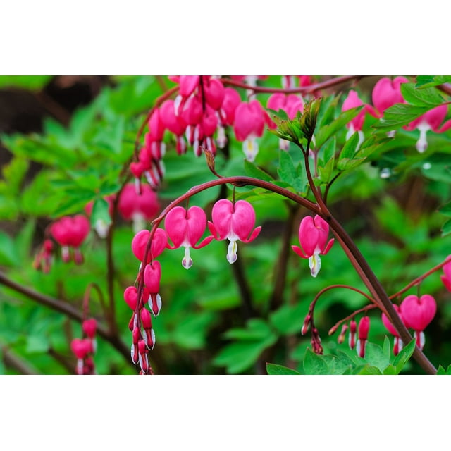 Bleeding Hearts Plant Bulbs for Planting - Not Seeds, Get Easy to Grow ...