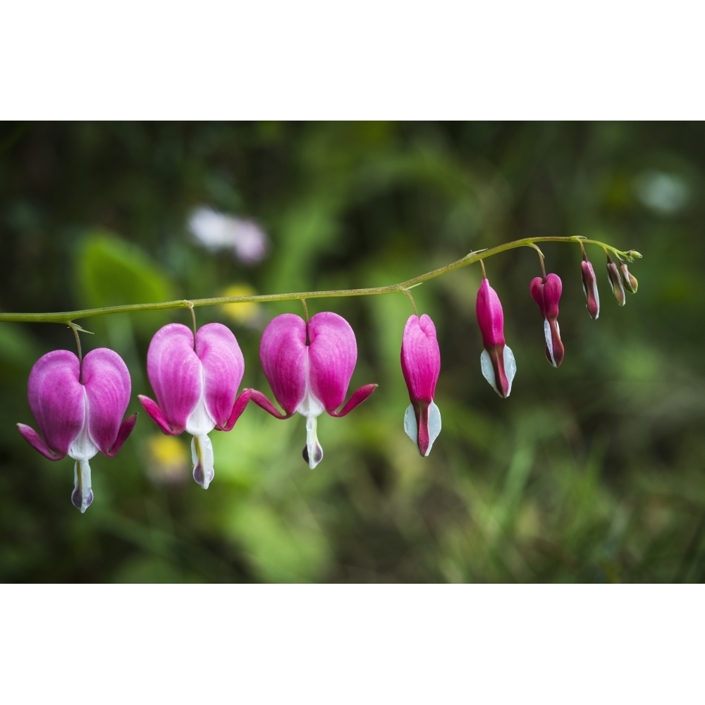 Bleeding heart blooms in a garden; Astoria Oregon United States of ...