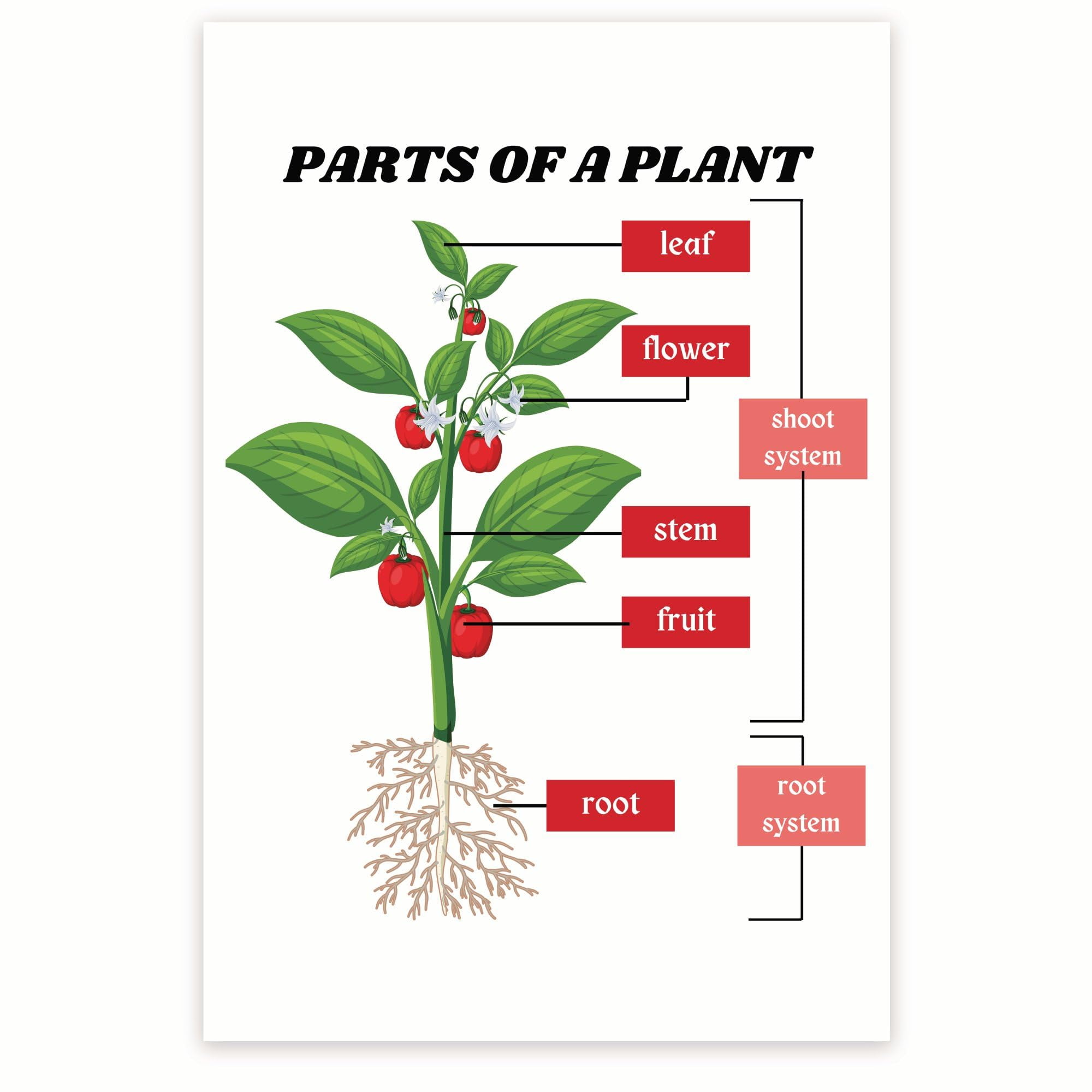 Bliss Monkey Co. Common Parts of the Flower Poster - Flower Anatomy ...