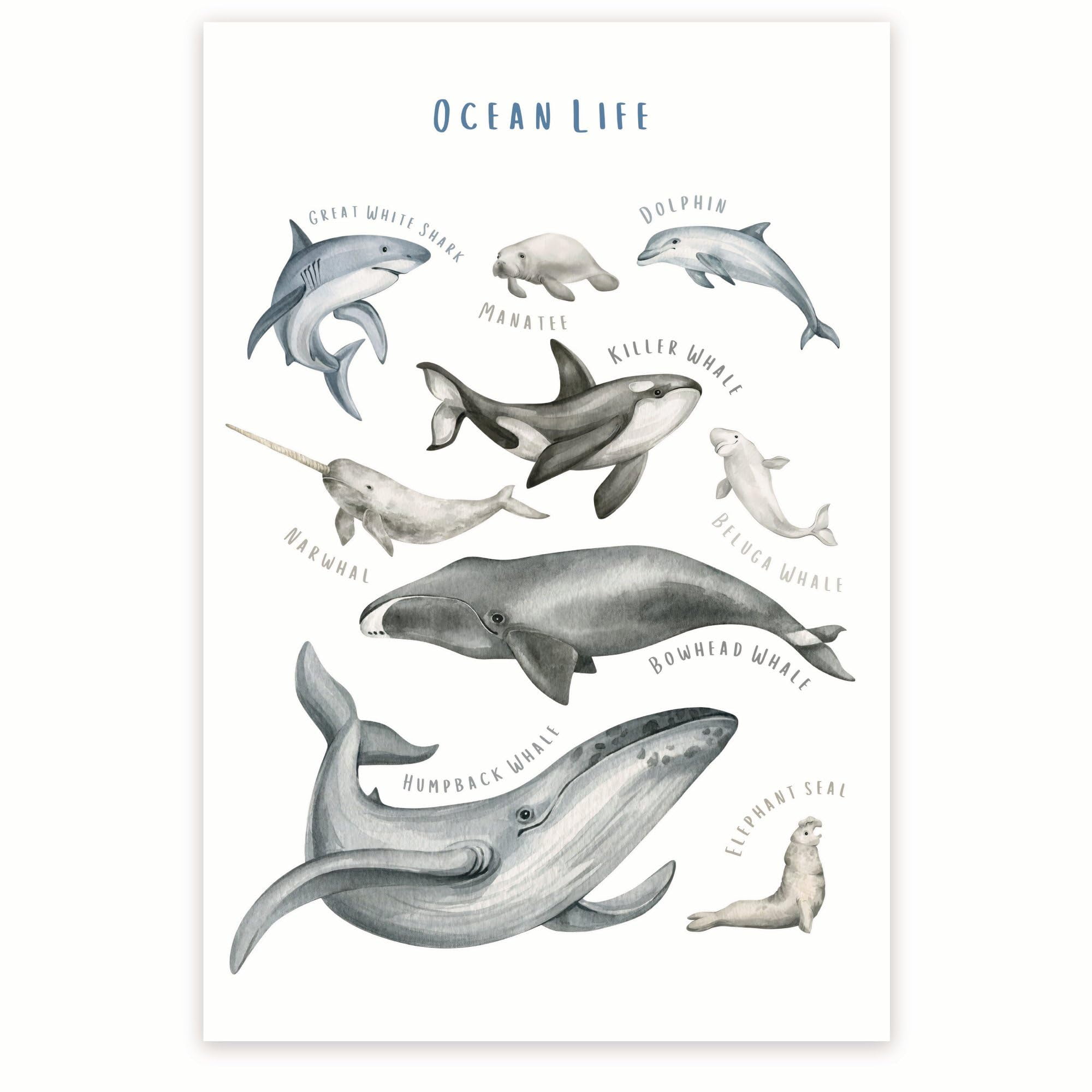 Bliss Monkey Co. Ocean Life Animals Poster - Marine Life Poster - Sea ...