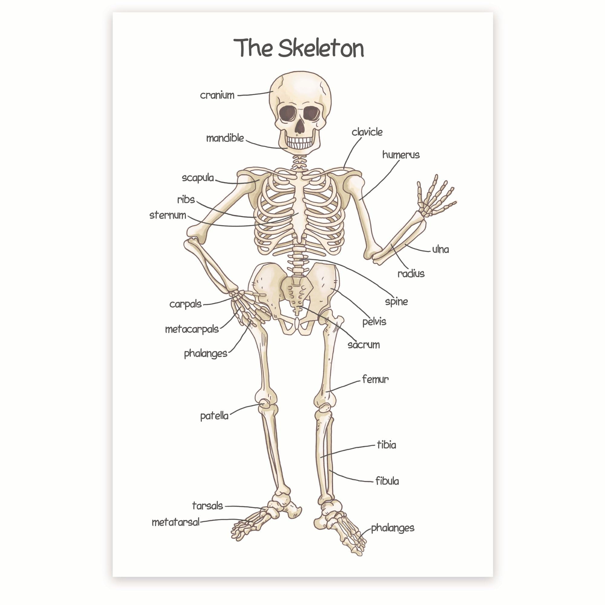 Bliss Monkey Co. The Skeleton Poster - Human Skeleton Poster for Kids ...