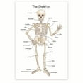 Bliss Monkey Co. The Skeleton Poster - Human Skeleton Poster for Kids ...