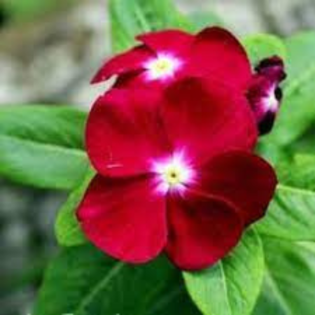 Blockbuster Dark Red' Periwinkle 9" Pot (Pack of 2) - Walmart.com