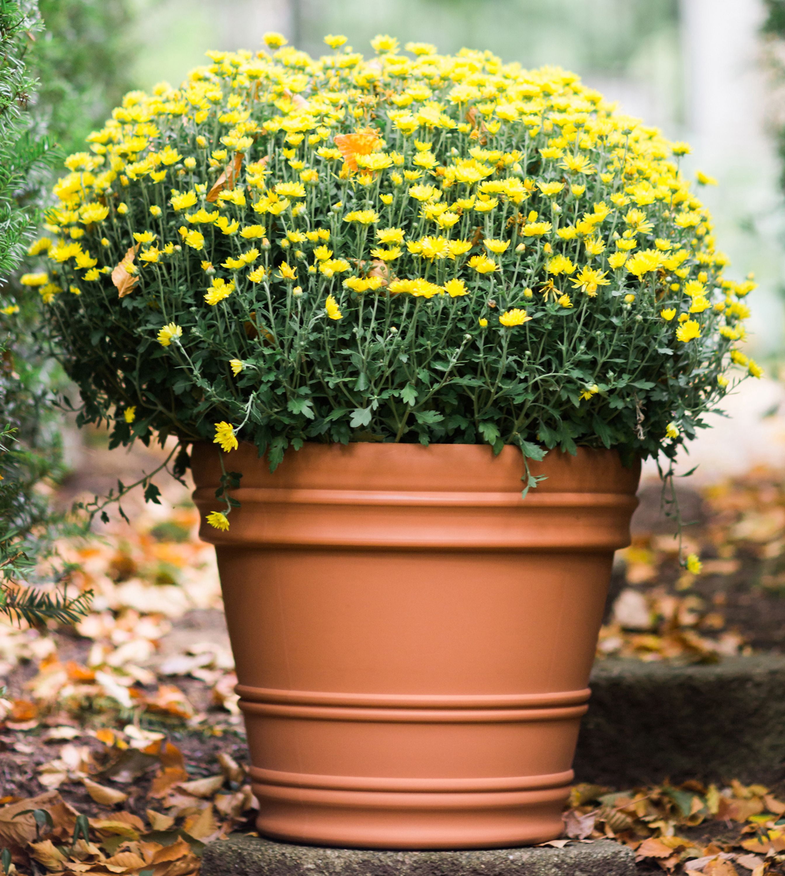 Bloem Rolled Rim Planter 22" Terra Cotta - Walmart.com