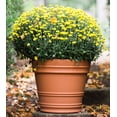 Bloem Rolled Rim Planter 22" Terra Cotta - Walmart.com
