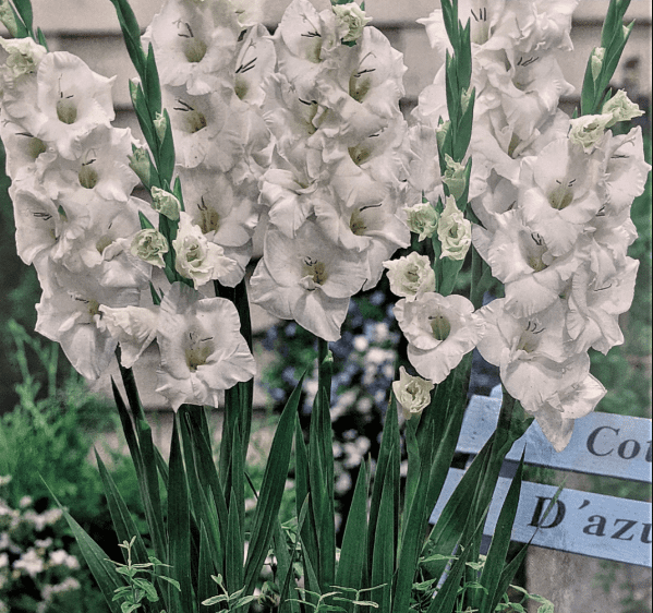 Blondie Glamini® Gladiolus 10 Petite Bulbs - 10/12 cm, 20" Tall, Full ...