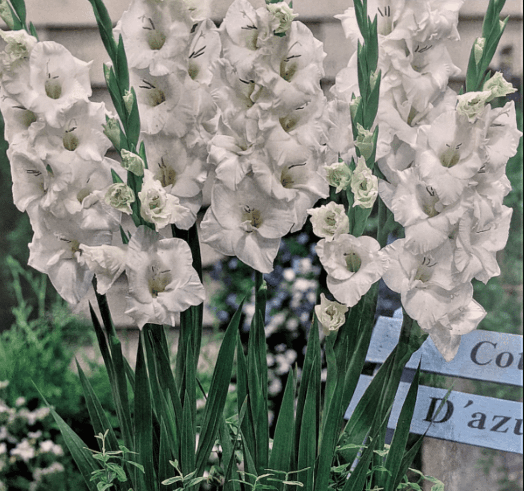 Blondie Glamini® Gladiolus 10 Petite Bulbs - 10/12 cm, 20" Tall, Full ...