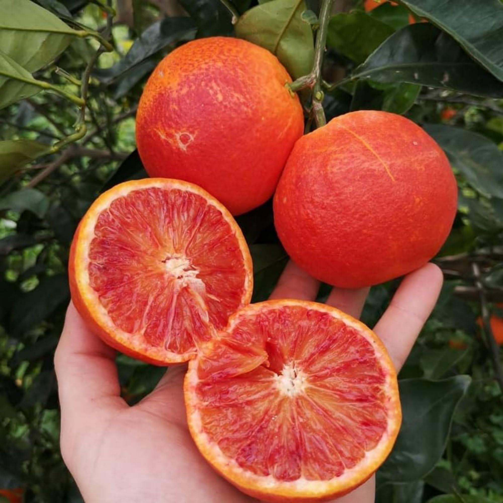 Blood Orange Tree TWE5 Seed 15 Seeds Rare Edible Sweet Juicy Health ...