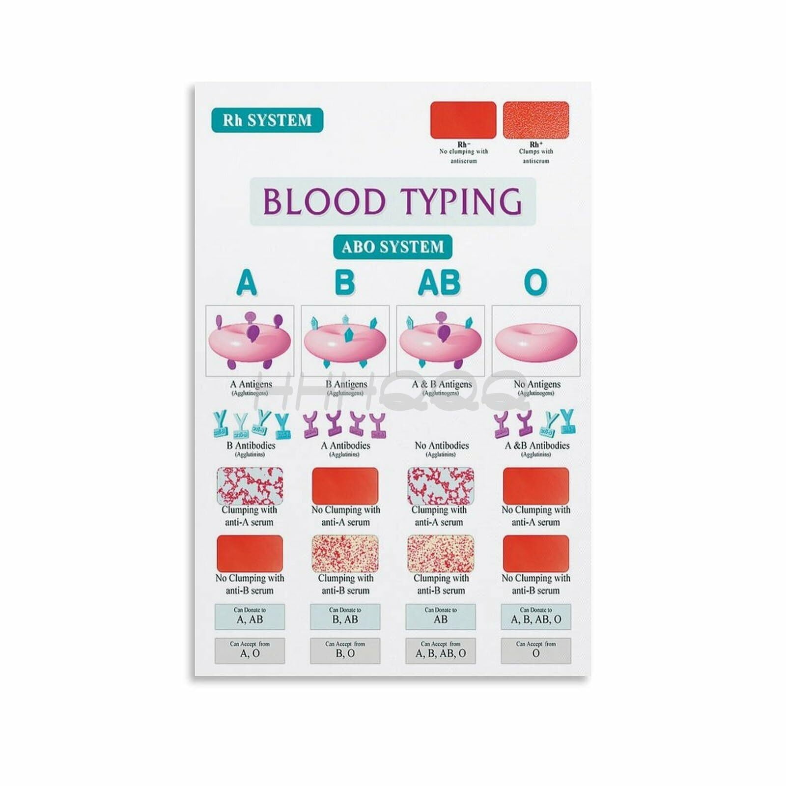 Blood Typing Chart Poster Canvas for Bedroom Living Room Decor ...
