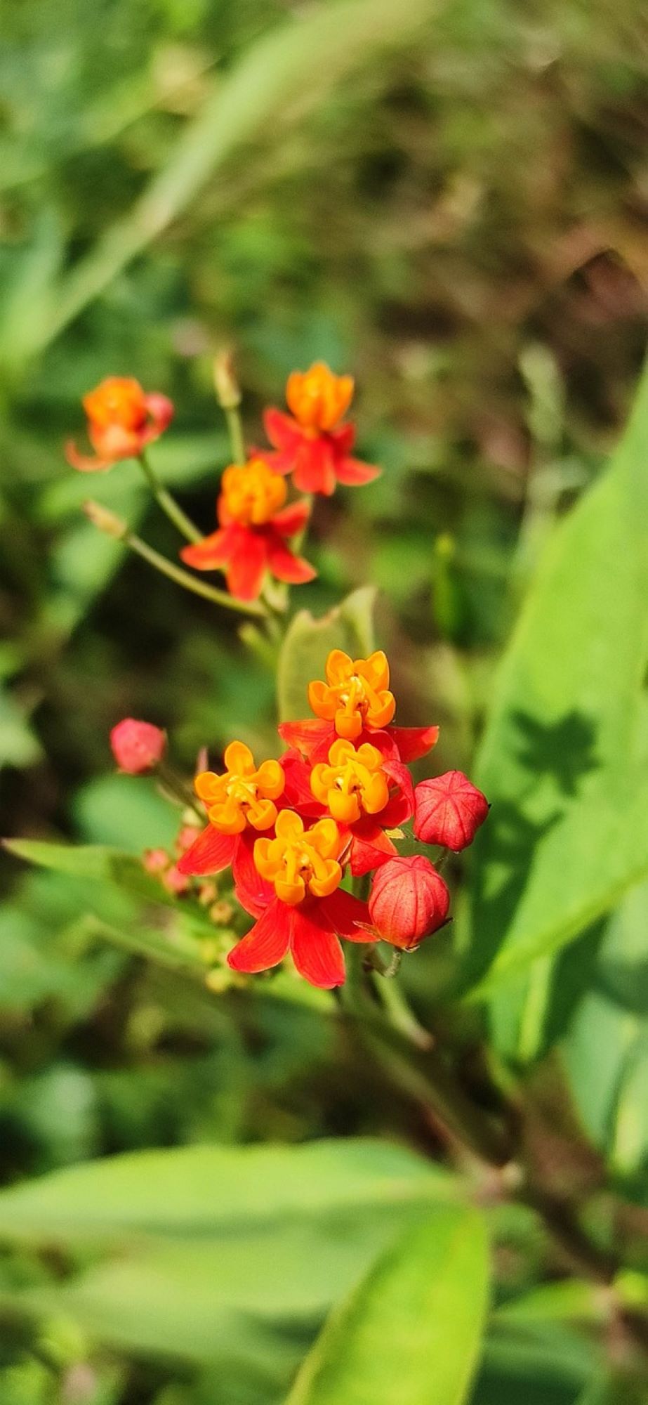 Bloodflower Milkweed/ Perennial/ Full Sun/ 1100 Seeds 1/4 oz/ Zellajake ...