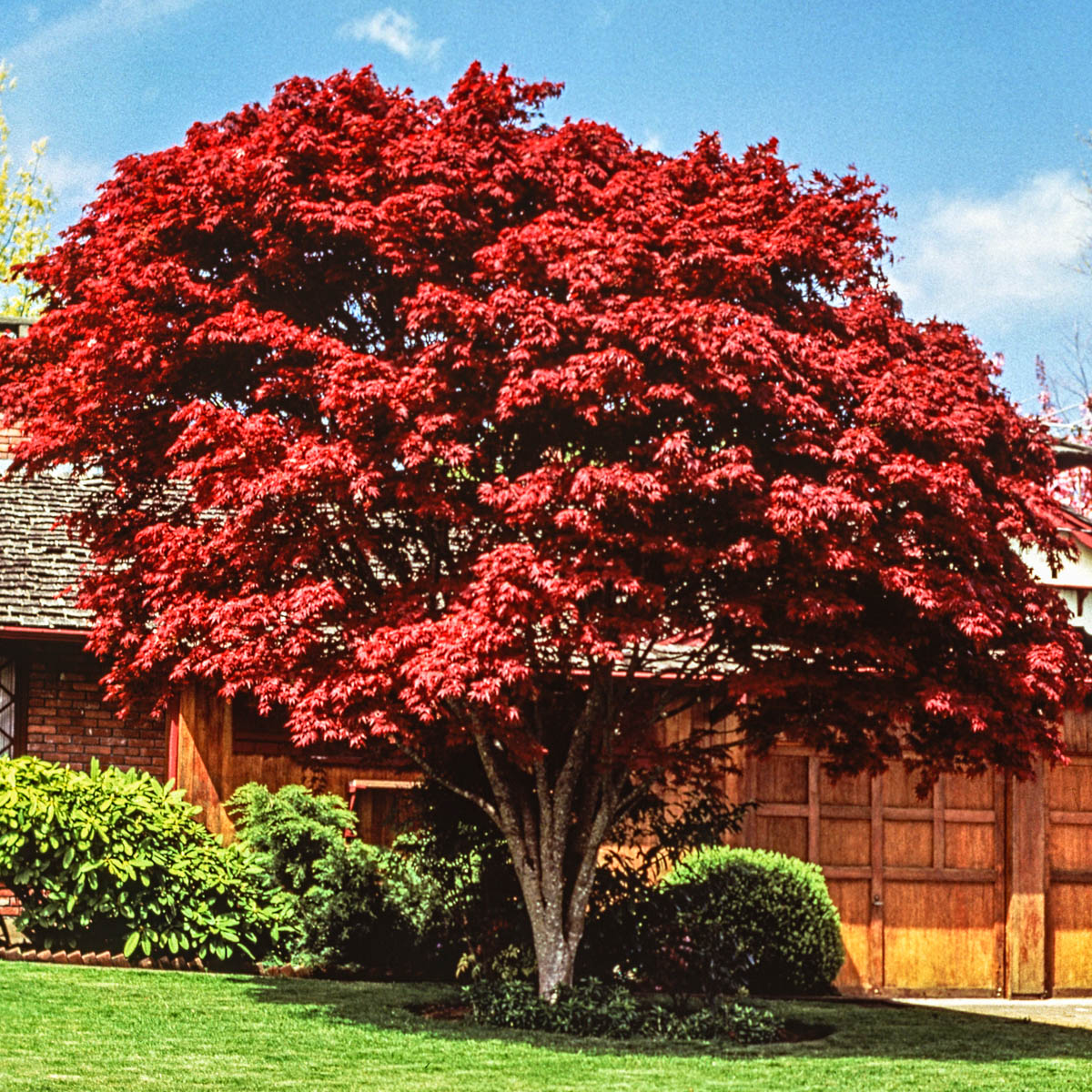 Simpson Nurseries 18" Japanese Red Maple Tree Live Plant with Pot ...