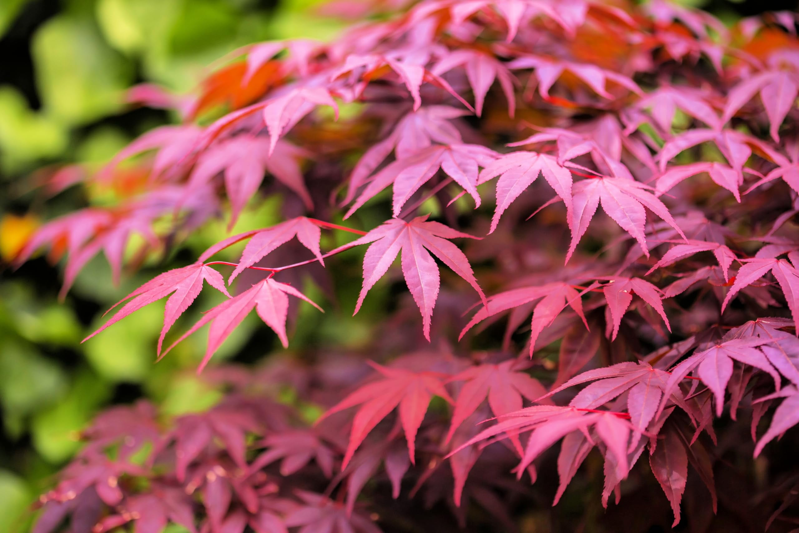 Bloodgood Japanese Maple Tree Seeds for Planting (30 Seeds) - Stunning ...