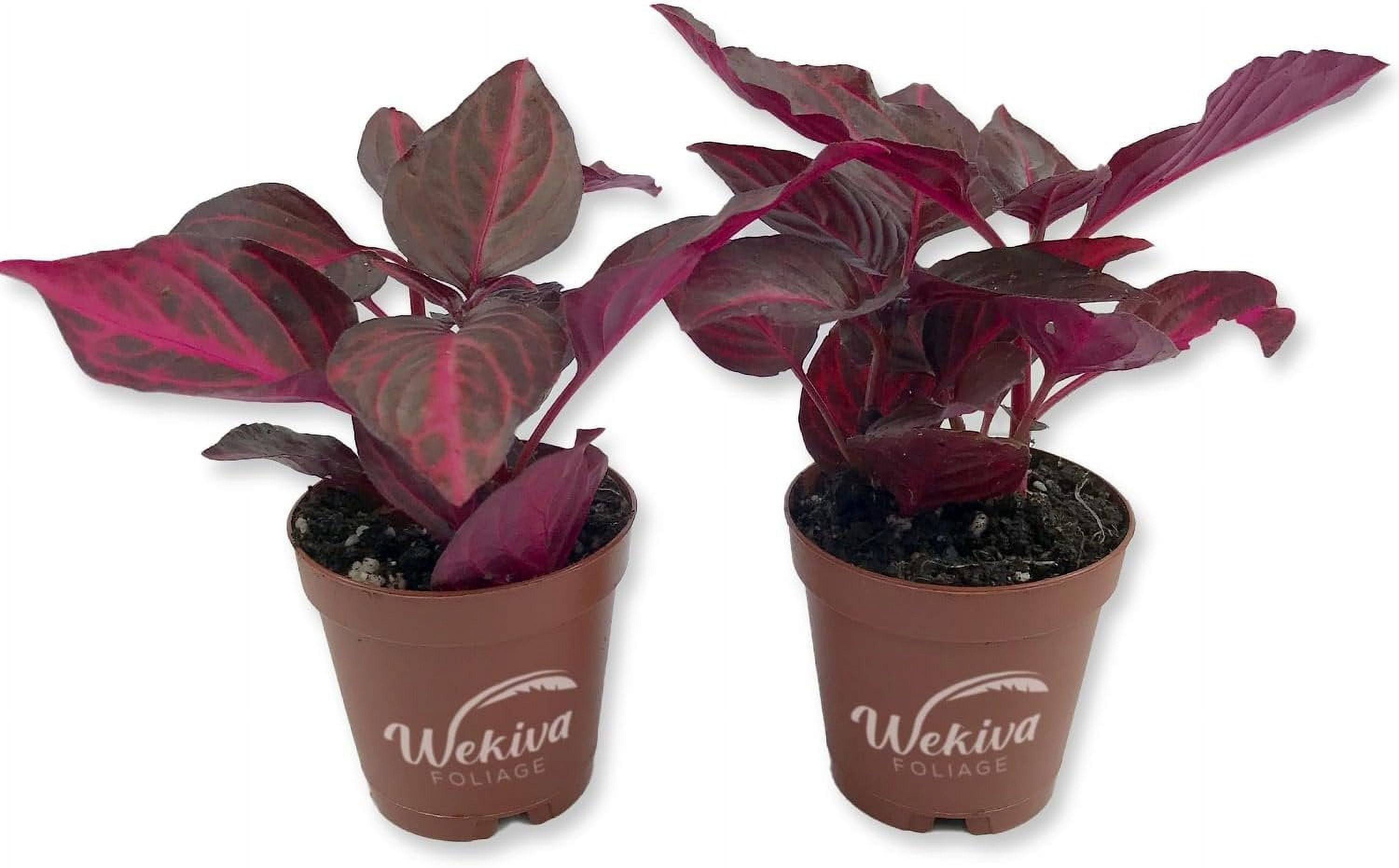 Bloodleaf Plant - 2 Live Starter Plants in 2 Inch Pots - Iresine ...