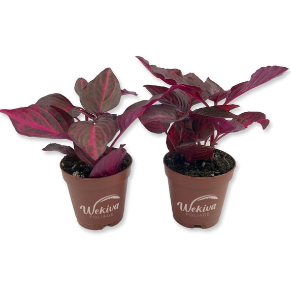 Bloodleaf Plant - 2 Live Starter Plants in 2 Inch Pots - Iresine ...