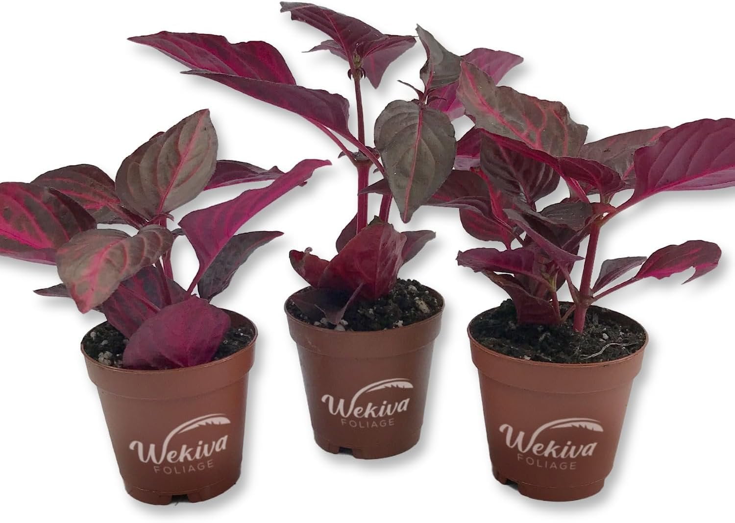 Bloodleaf Plant - 3 Live Starter Plants in 2 Inch Pots - Iresine ...