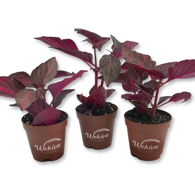 Bloodleaf Plant - 3 Live Starter Plants in 2 Inch Pots - Iresine ...