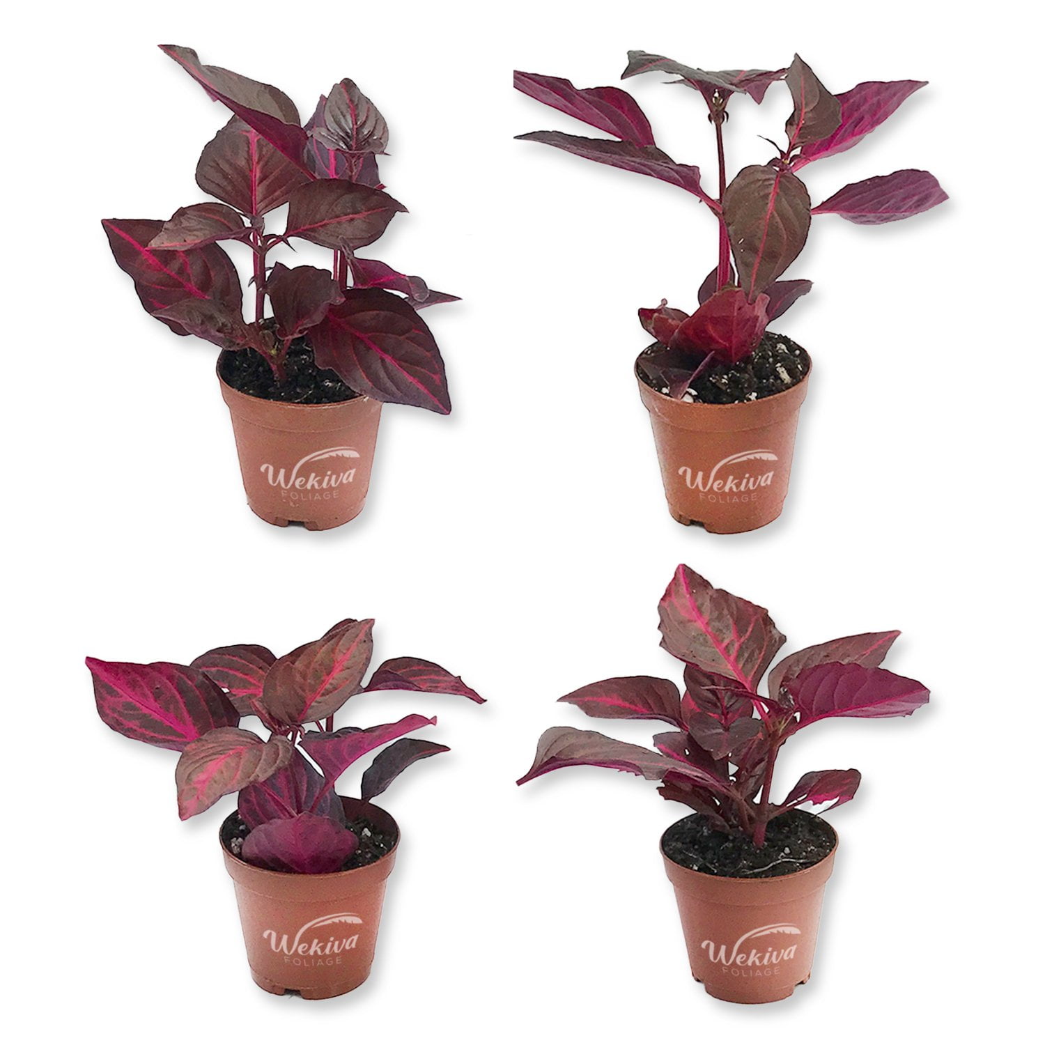 Bloodleaf Plant - 4 Live Starter Plants in 2 Inch Pots - Iresine ...