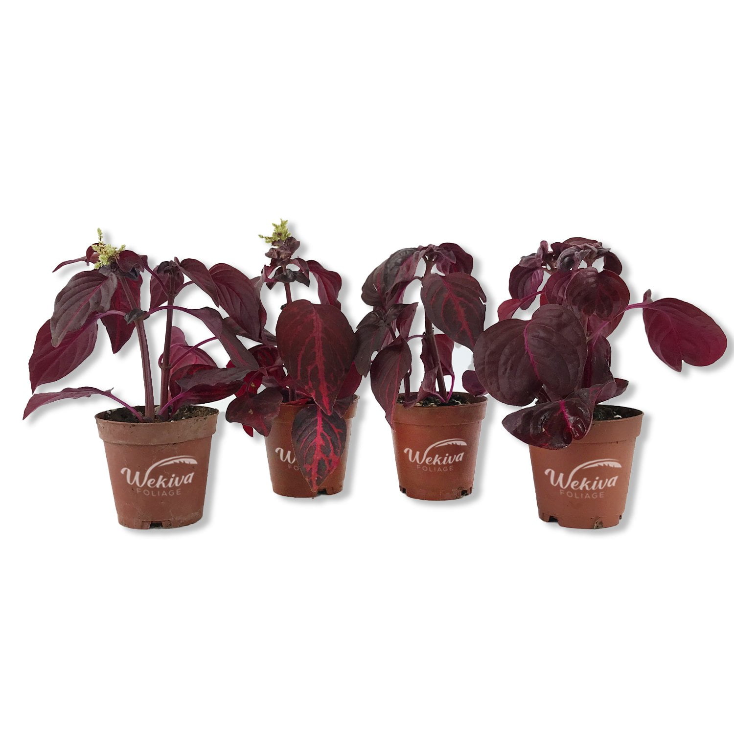 Bloodleaf Plant - 4 Live Starter Plants in 2 Inch Pots - Iresine ...