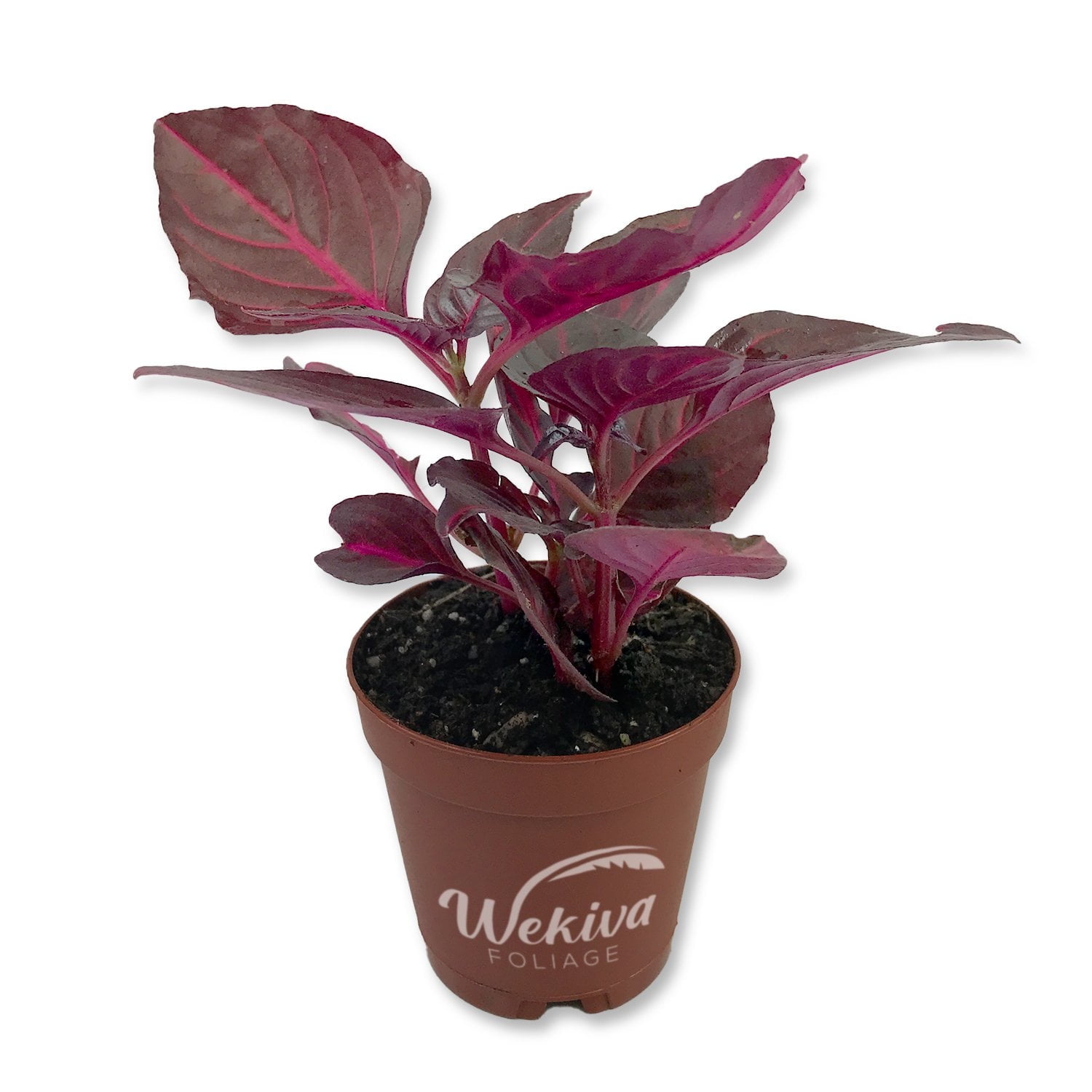 Bloodleaf Plant - Chicken Gizzard - 1 Live Starter Plant - Iresine ...